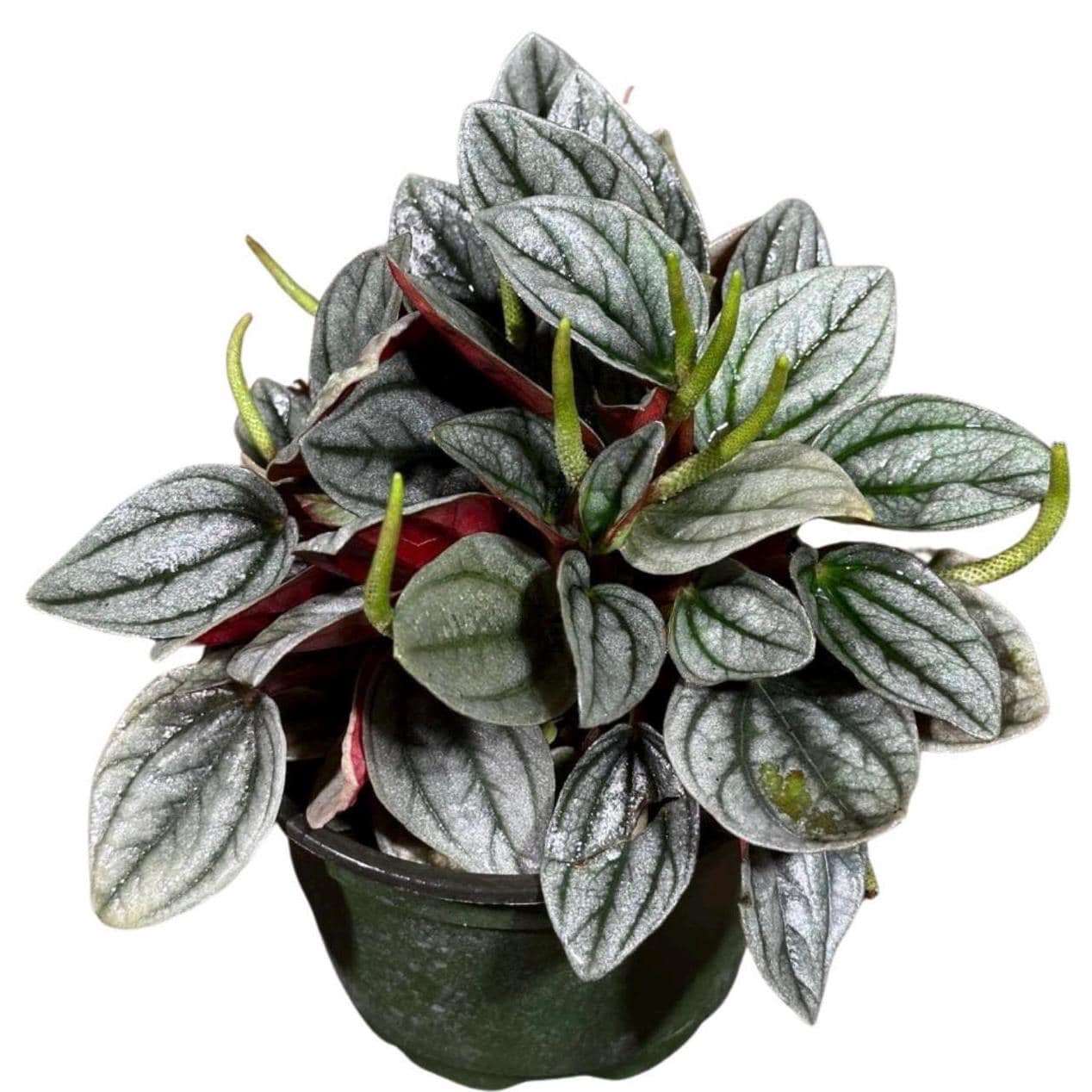 Peperomia Pearl Plant Live 4” Pot – Rare Houseplant With Burgundy ...