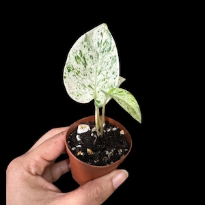 Snow Queen Pothos Single Starter Plant in a 1.5" Pot - Epipremnum ...