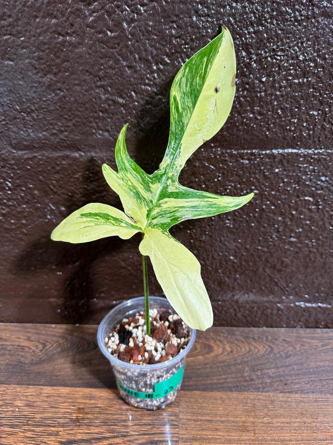 Variegated Philodendron Florida Beauty in a Nursery Pot - Extremely ...