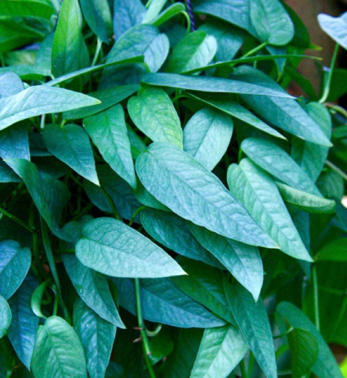 Rare Pothos Cuttings Mix Marble Pothos / Heart Leaf - Etsy