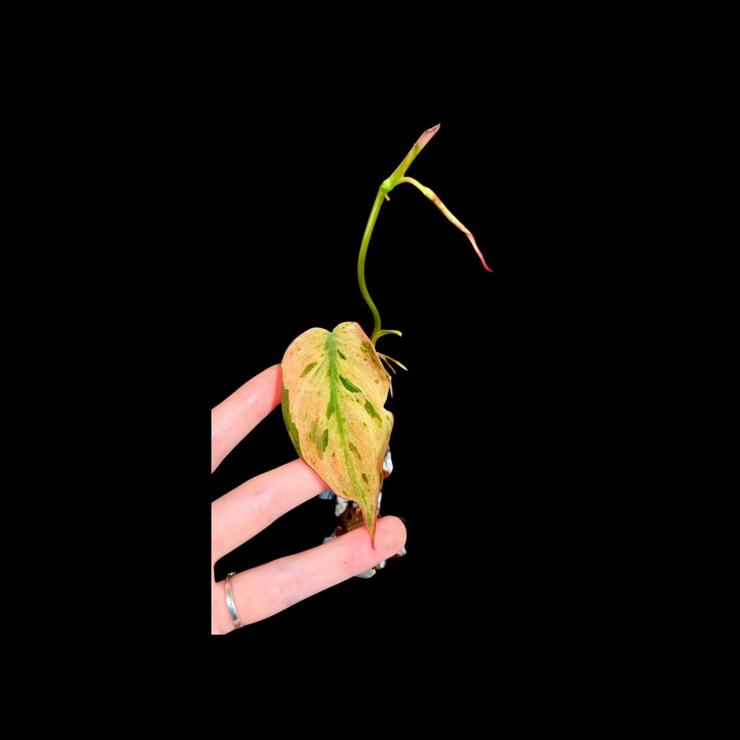 Rare Variegated Philodendron Mican Mint in a Nursery Pot Variegated ...