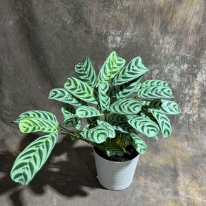 Calathea Burle Marx in 6” Self-watering Decorative Pot - Maranta ...