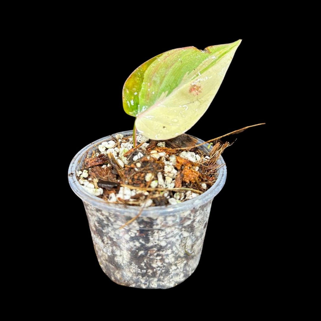 Rare Variegated Philodendron Mican Aurea in a Nursery Pot High ...