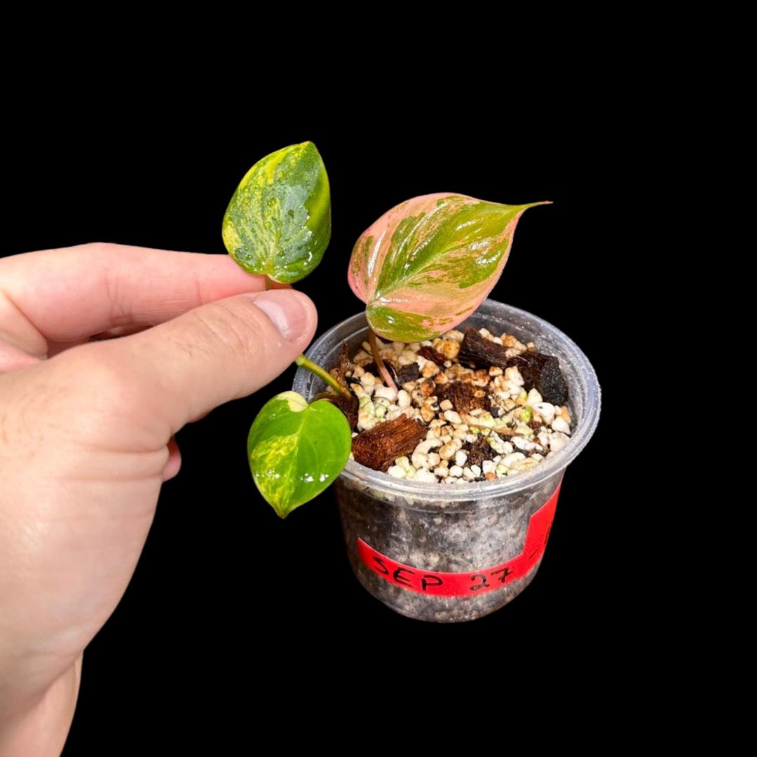 Rare Variegated Philodendron Mican in a Nursery Pot - US SELLER ...
