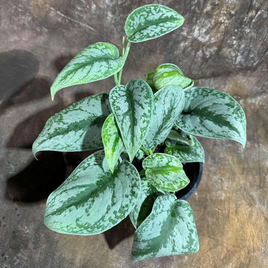 Scindapsus Silver Exotica Plant in 6" Grow Pot - Silver Satin Pothos ...