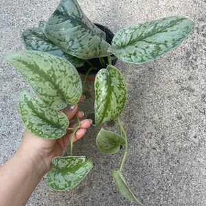 Scindapsus Pictus Exotica Plant - Large Satin Pothos - Rare Vining ...