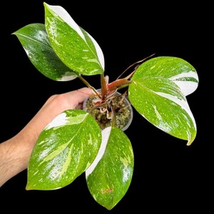 Philodendron White Princess Galaxy Plant Philodendron White Princess ...