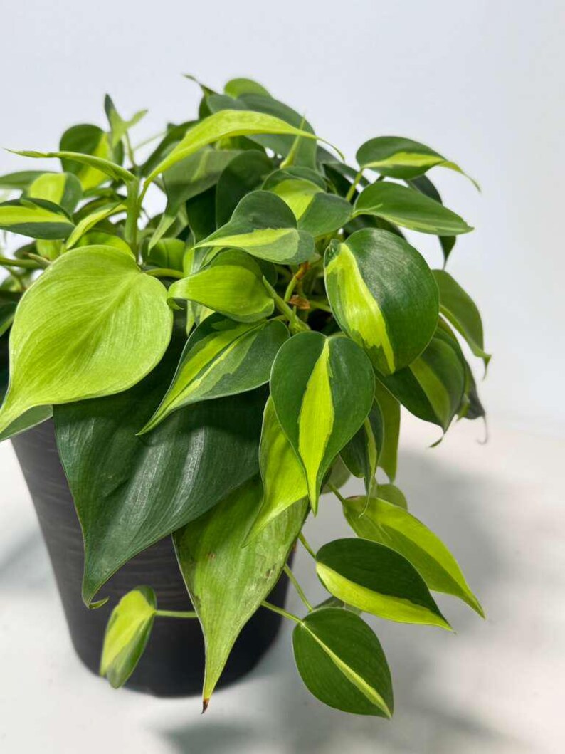 Rare Brazilian Philodendron in 3" Nursery Pot- Philodendron Brazil ...