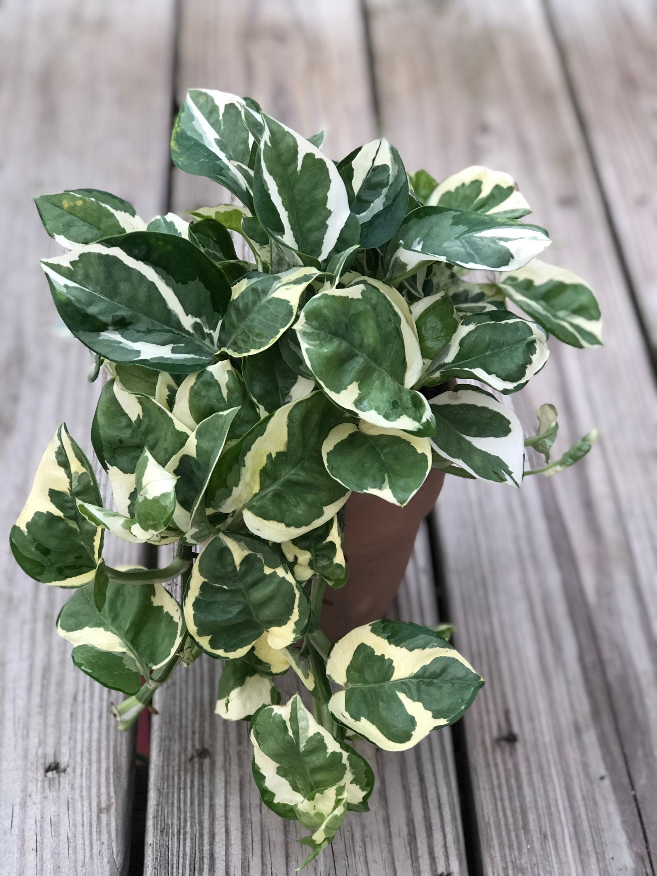 Rare Pothos cuttings Mix Marble Pothos Heart Leaf | Etsy