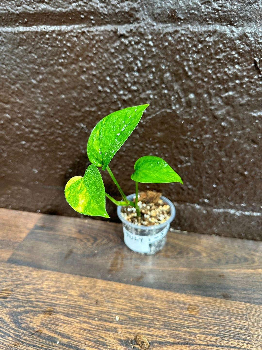 RARE Variegated Epipremnum Pinnatum 'golden Flame' in a Nursery Pot ...