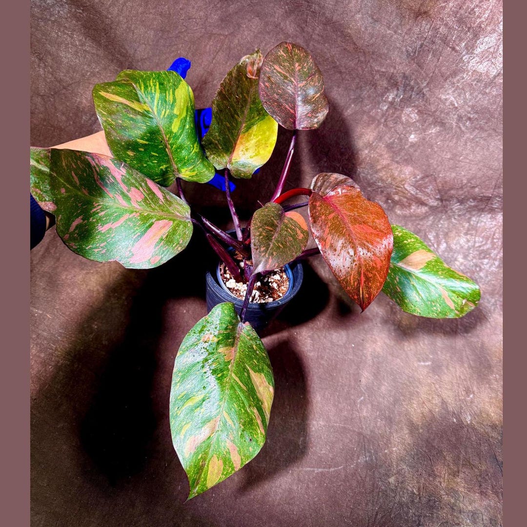 RARE Philodendron Orange Princess in a Nursery Pot - Orange Princess ...