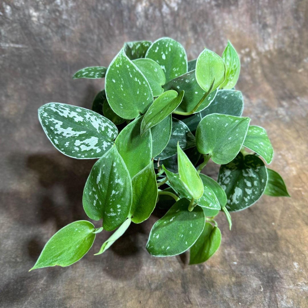 Silver Pothos Live Plant 4" Full Pot With Mature Vines - Scindapsus ...