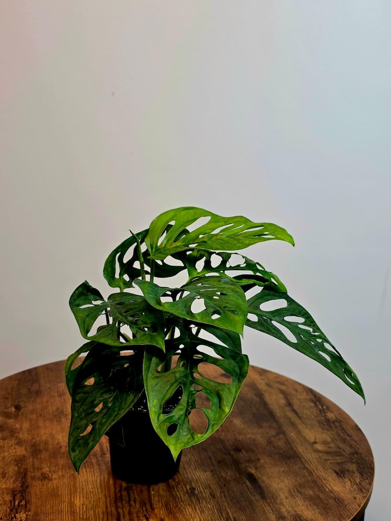 Monstera Adansonii Laniata in a 4" Pot - Wide Form Vining Plant ...