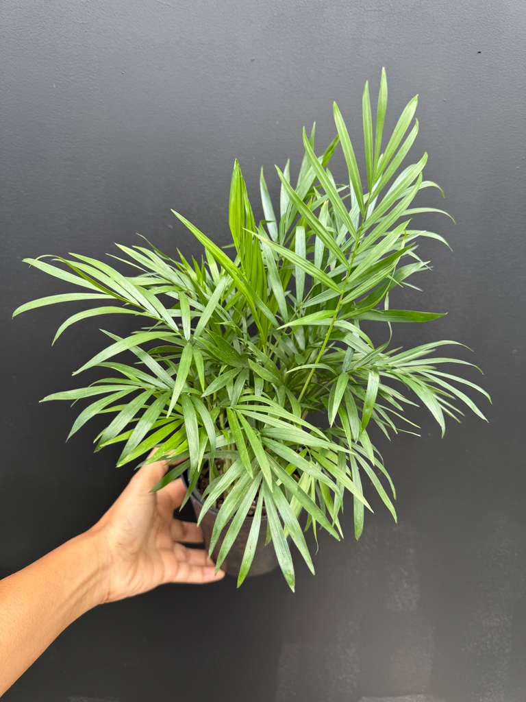 Parlor Palm Tree in a 4" Gift Decorative Pot - Neanthe Bella Indoor ...