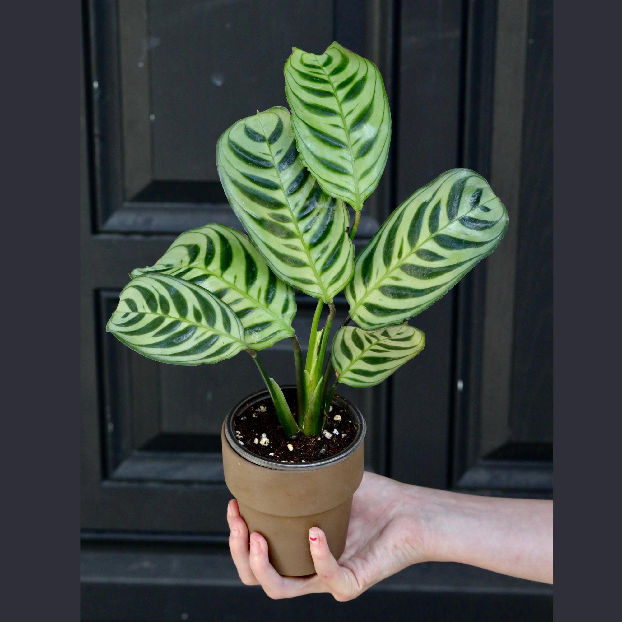 Calathea Burle Marx in a 3" Nursery Pot - Burle Marxii Plant - Indoor ...