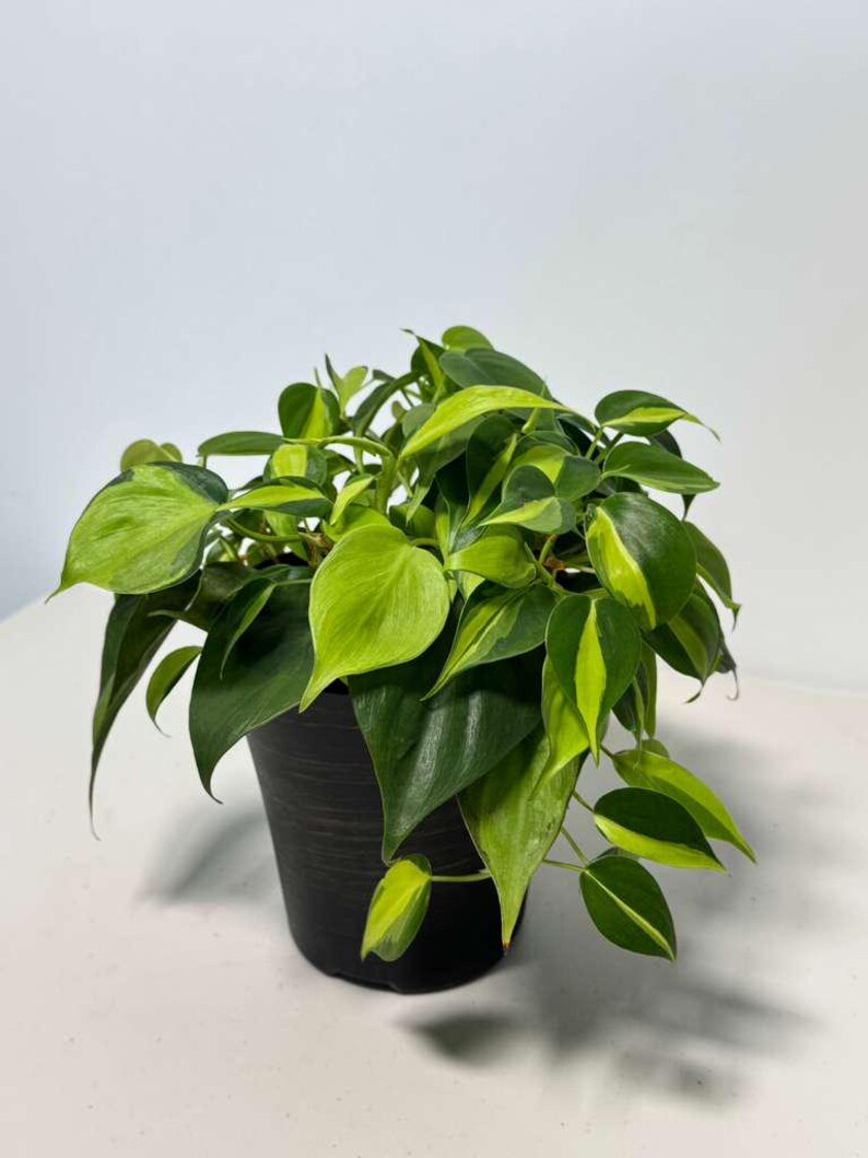 Rare Brazilian Philodendron in 3" Nursery Pot- Philodendron Brazil ...