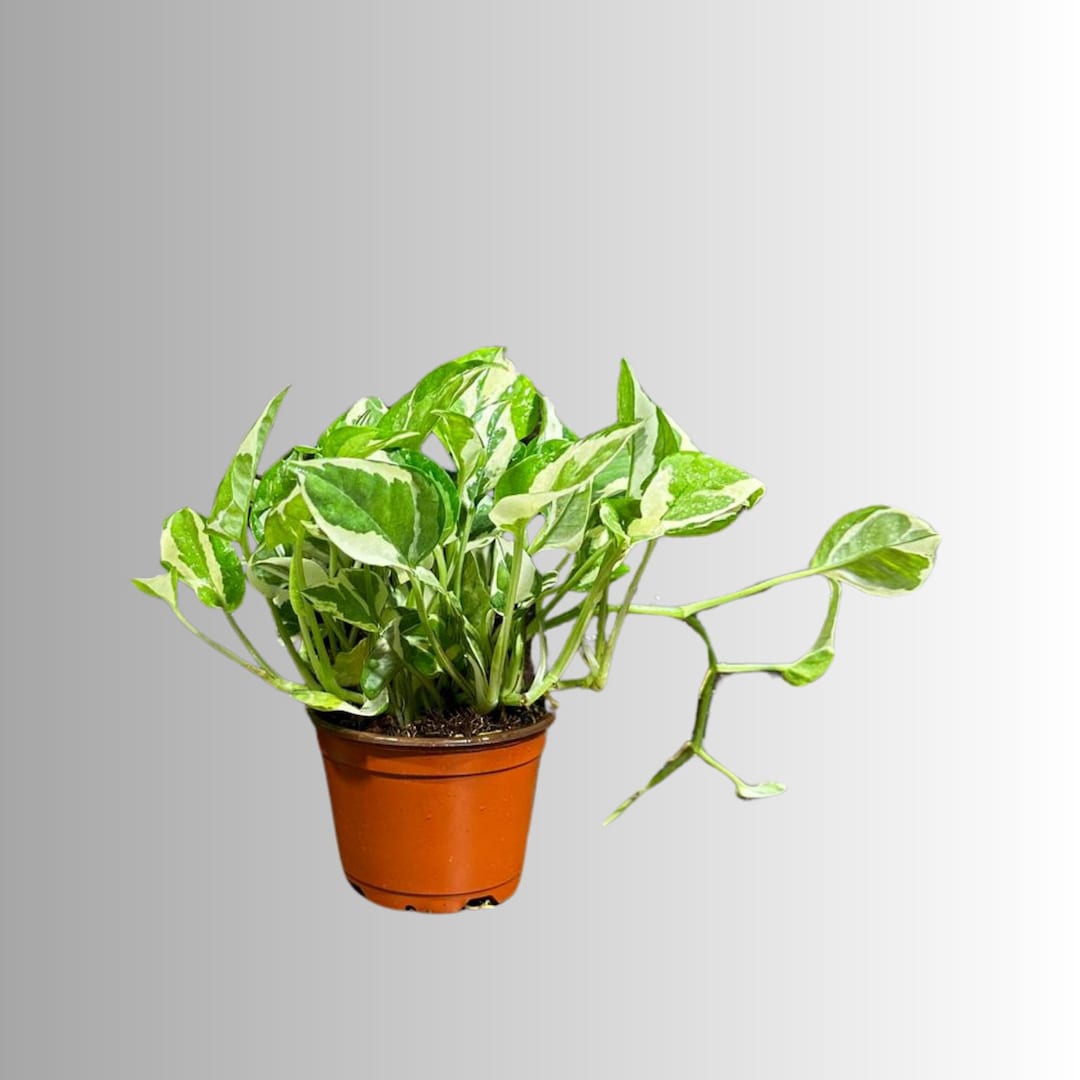 Rare N'joy Pothos in a 4 Nursery Pot White Variegated Indoor Vines Low ...