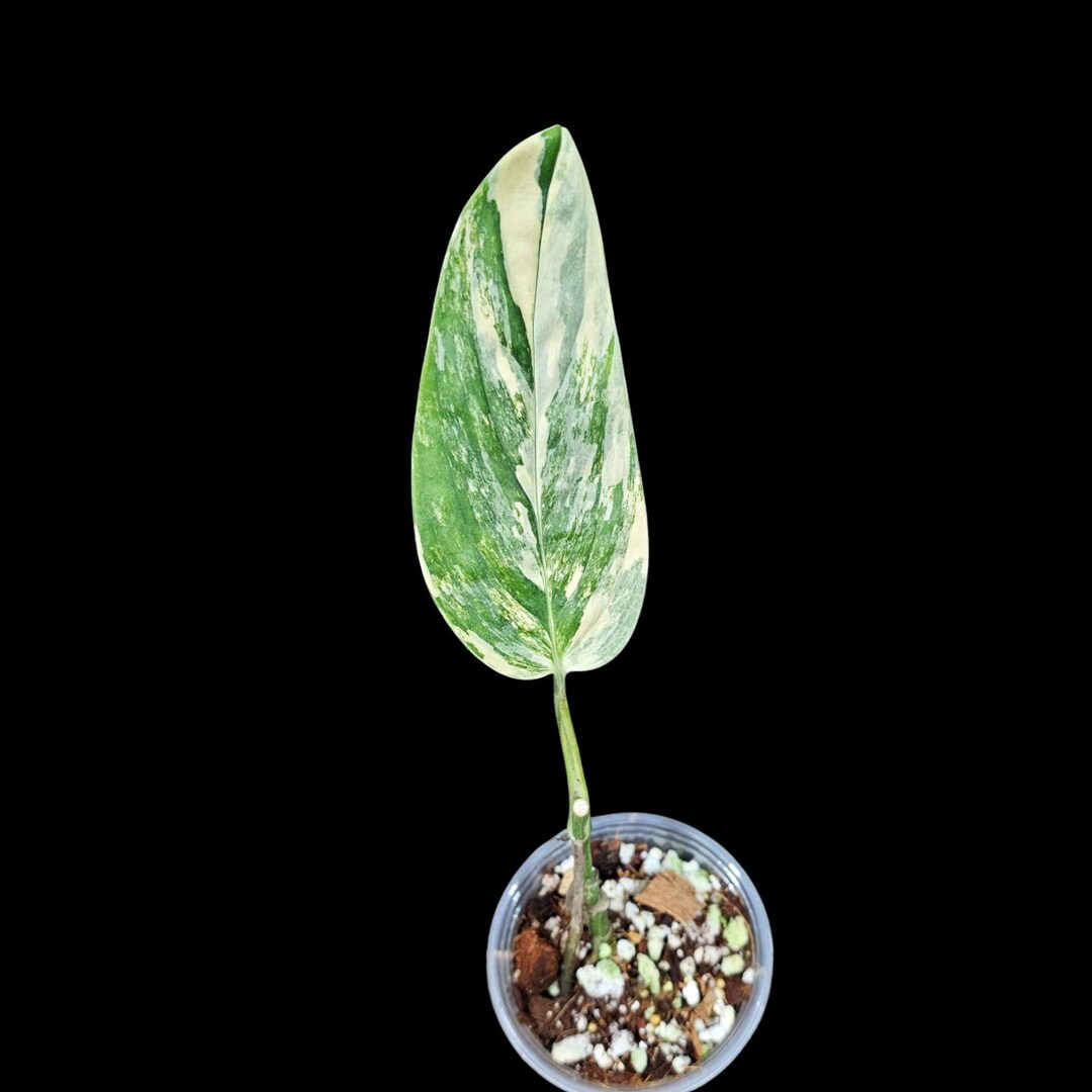 Variegated Monstera Peru in a Nursery Pot | Live Rare Collector ...