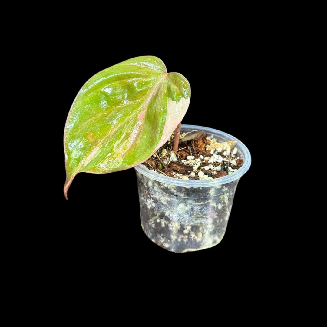 Rare Variegated Philodendron Mican Aurea in a Nursery Pot Variegated ...