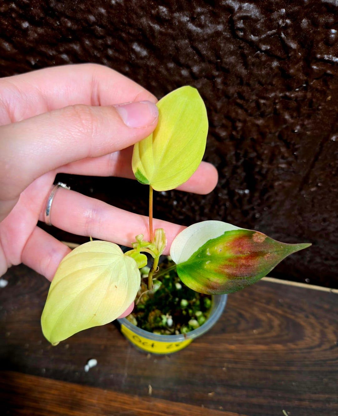 Rare Variegated Philodendron Mican Aurea in a Nursery Pot - High ...