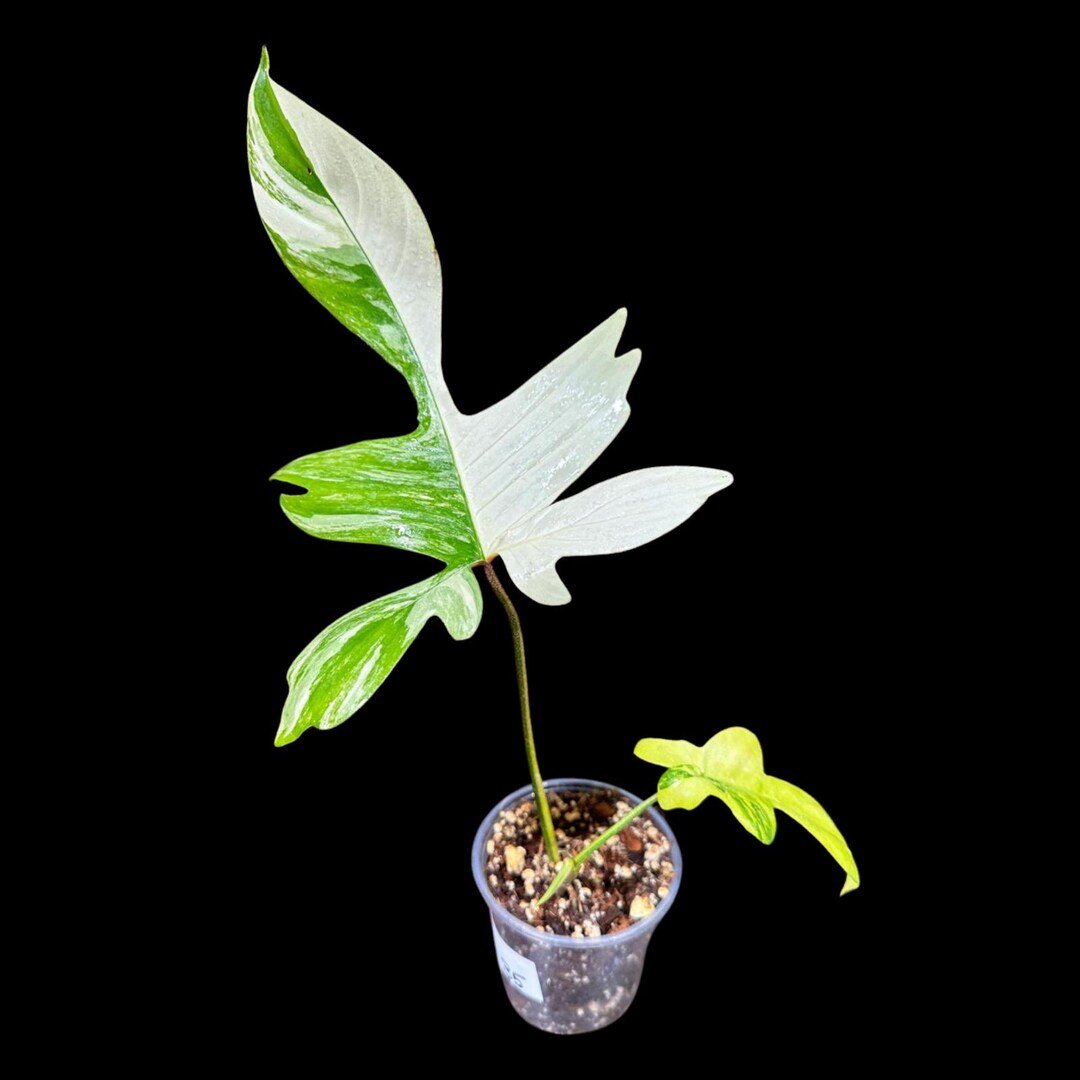 Variegated Philodendron Florida Beauty in a Nursery Pot-extremely Rare ...