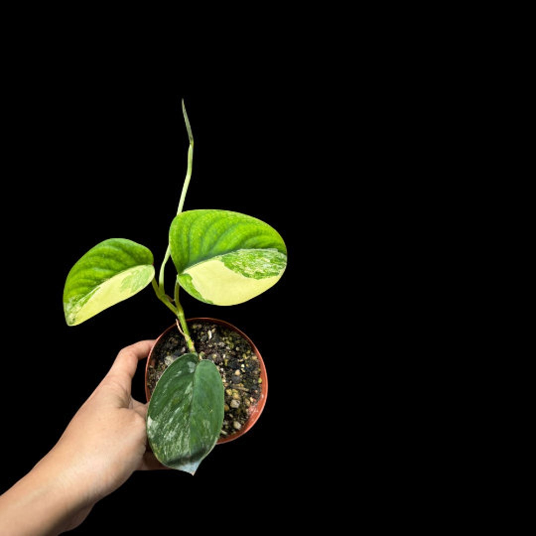Scindapsus Jade Satin Variegated Variegated Scindapsus Potted Plant ...