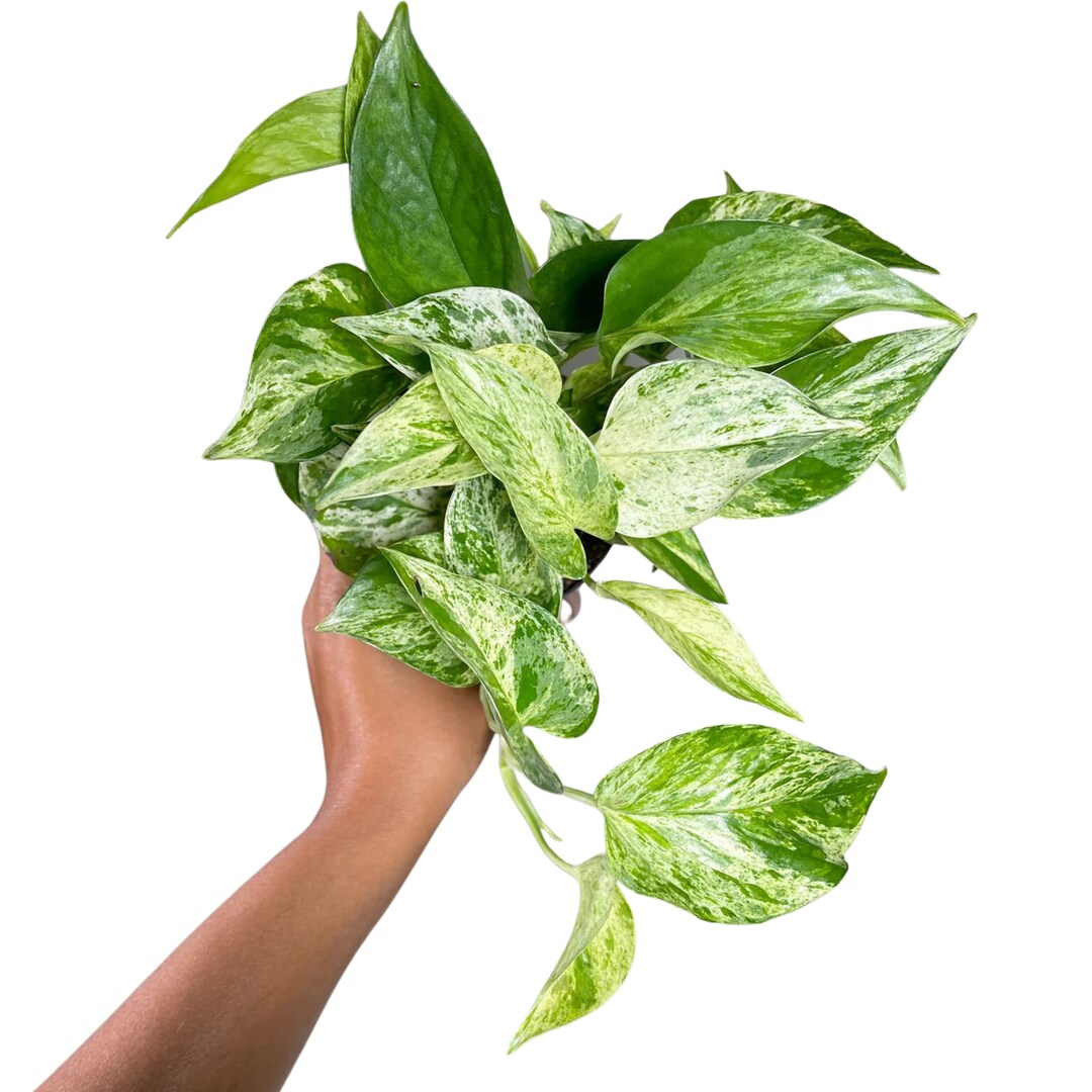 Marble Pothos in 4" Pot - Gorgeous Variegated Indoor Easy Care House ...