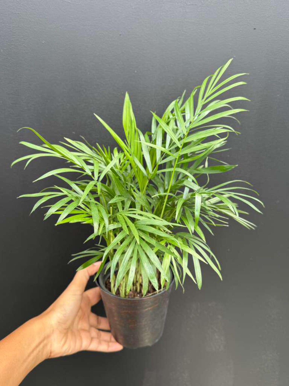 Parlor Palm Tree in a 4" Gift Decorative Pot - Neanthe Bella Indoor ...