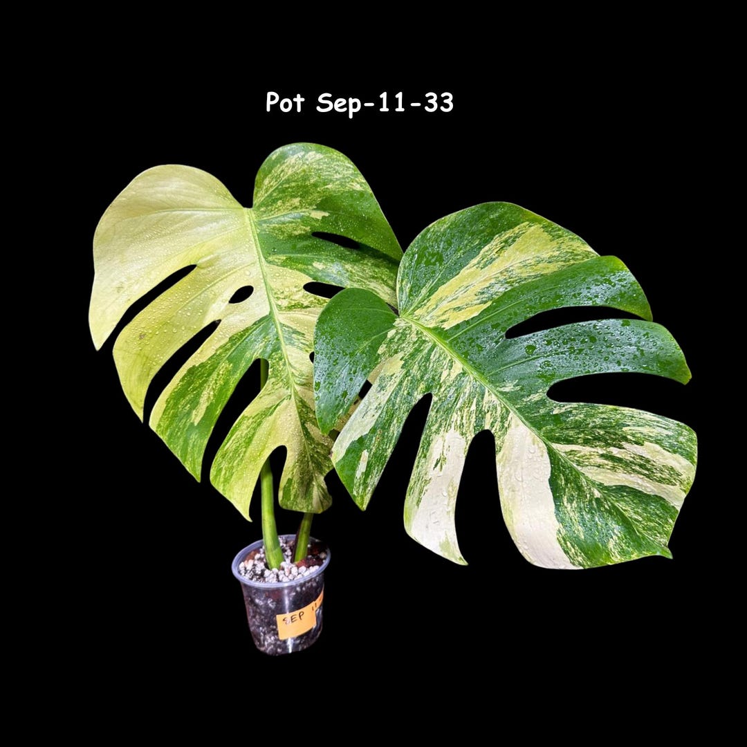 Variegated Monstera Aurea Borsigiana in a Nursery Pot - Monstera Aurea ...