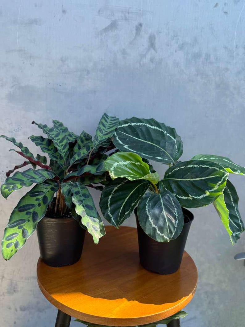 Calathea Assorted 2 Plants Set - Pack of 2 Calathea in 4" Pot - Rooted ...