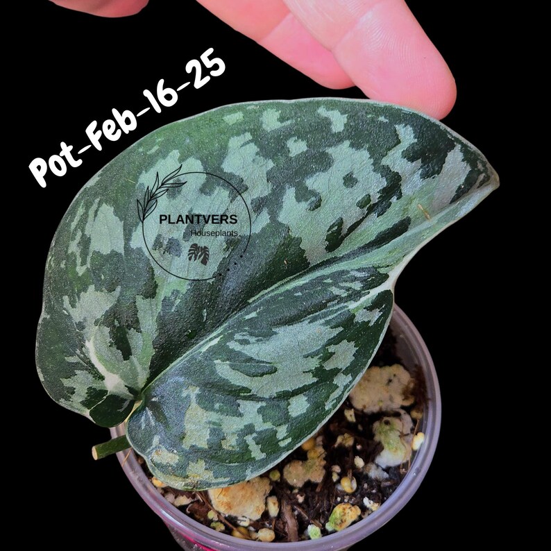 Scindapsus Mayari Variegated Live Plant - Rare Aroid Indoor Houseplant ...