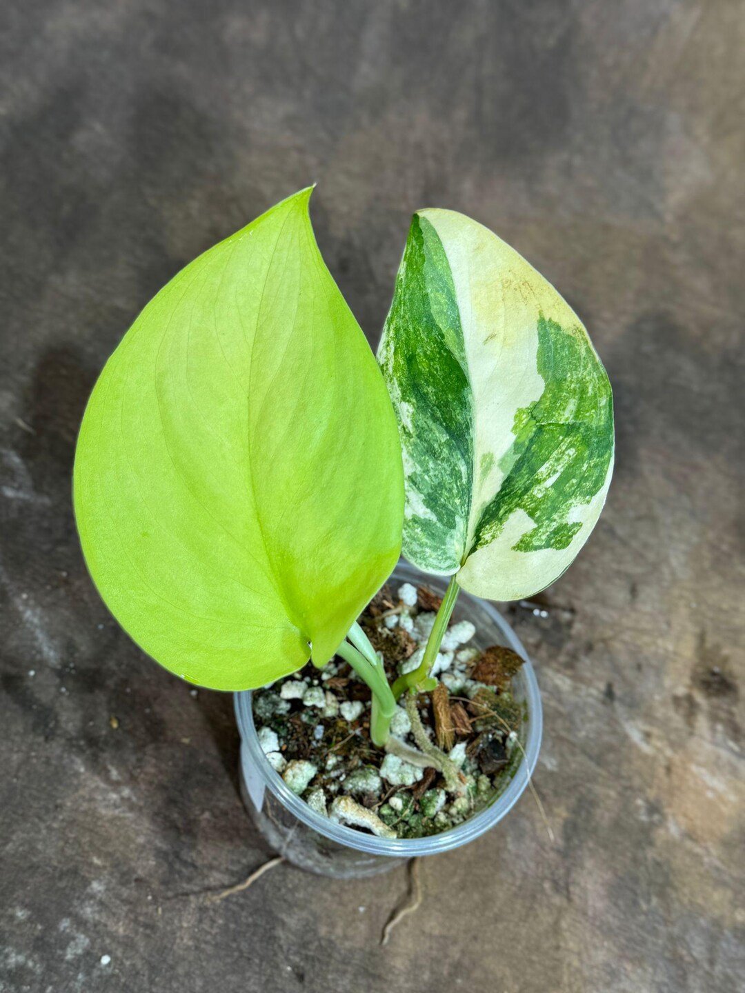 Variegated Scindapsus Pictus Jade Satin EXACT Same Plant - Rare ...