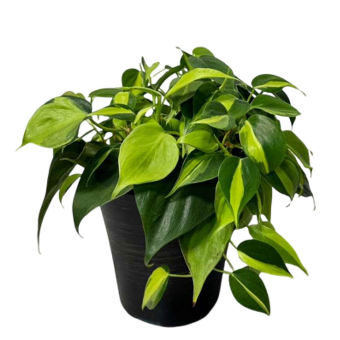 Rare Brazilian Philodendron in 3" Nursery Pot- Philodendron Brazil ...