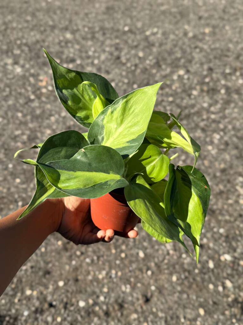 Rare Brazilian Philodendron in 4" Nursery Pot- Philodendron Brazil ...