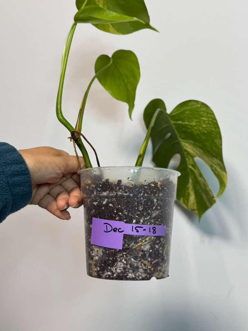 Monstera Aurea Variegated Borsigiana in a Nursery Pot - Monstera Aurea ...