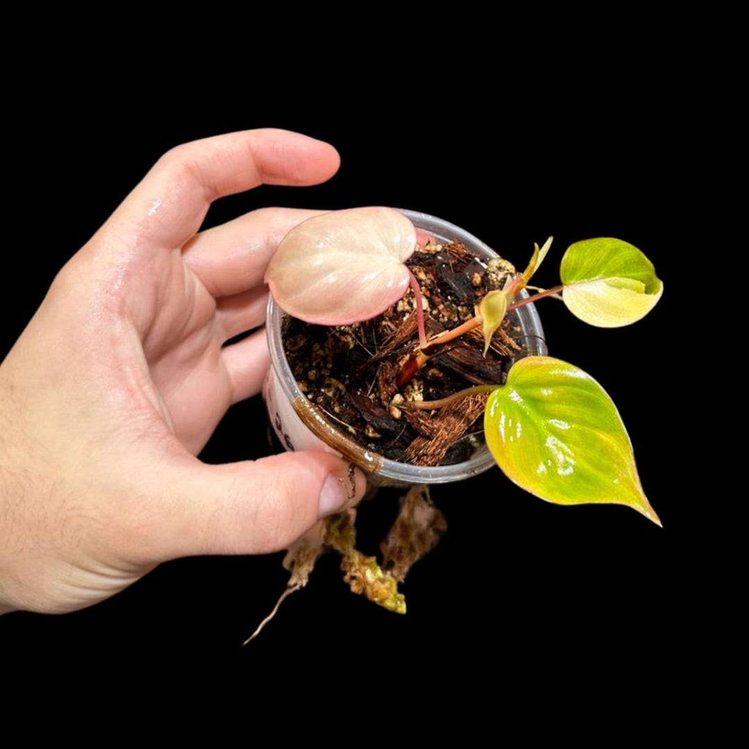 Rare Variegated Philodendron Mican Aurea in a Nursery Pot High ...