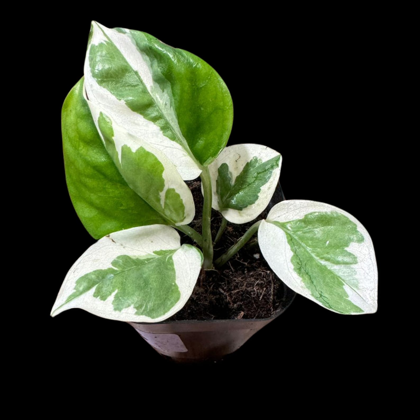 N'joy Pothos Starter Plant in a 2 Pot Low Light Indoor Plant Terrarium ...