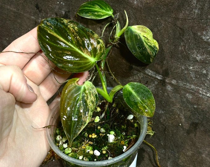 Rare Variegated Philodendron Mican Aurea in a Nursery Pot - Rare ...