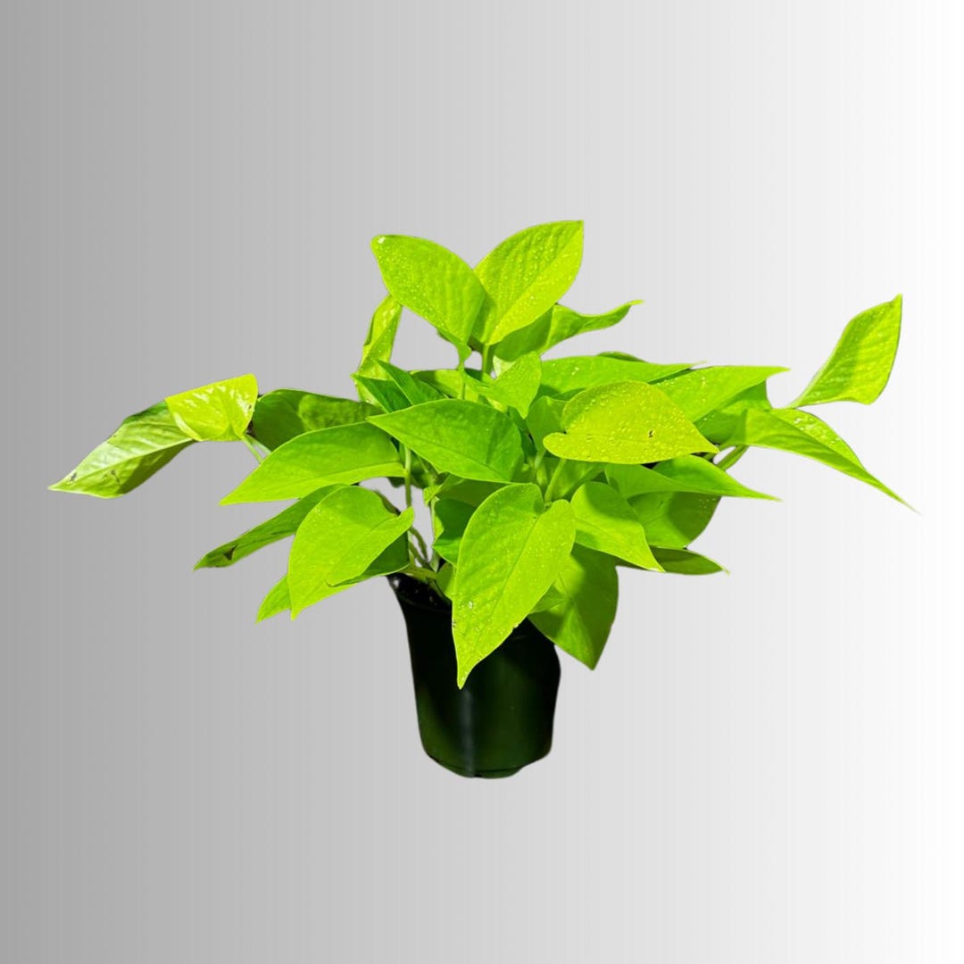 Neon Pothos Indoor Plant in a Nursery Pot - Easy Care Low Light Indoor ...