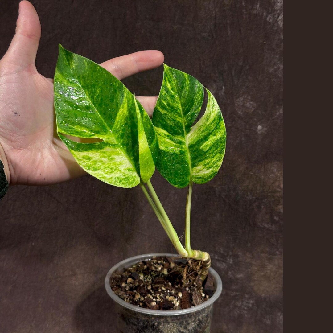 RARE Variegated 'golden Flame' Epipremnum Pinnatum in a Nursery Pot ...