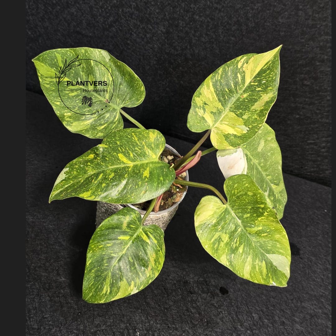 Philodendron White Princess Tricolor - Super Rare Variegated Aroid ...