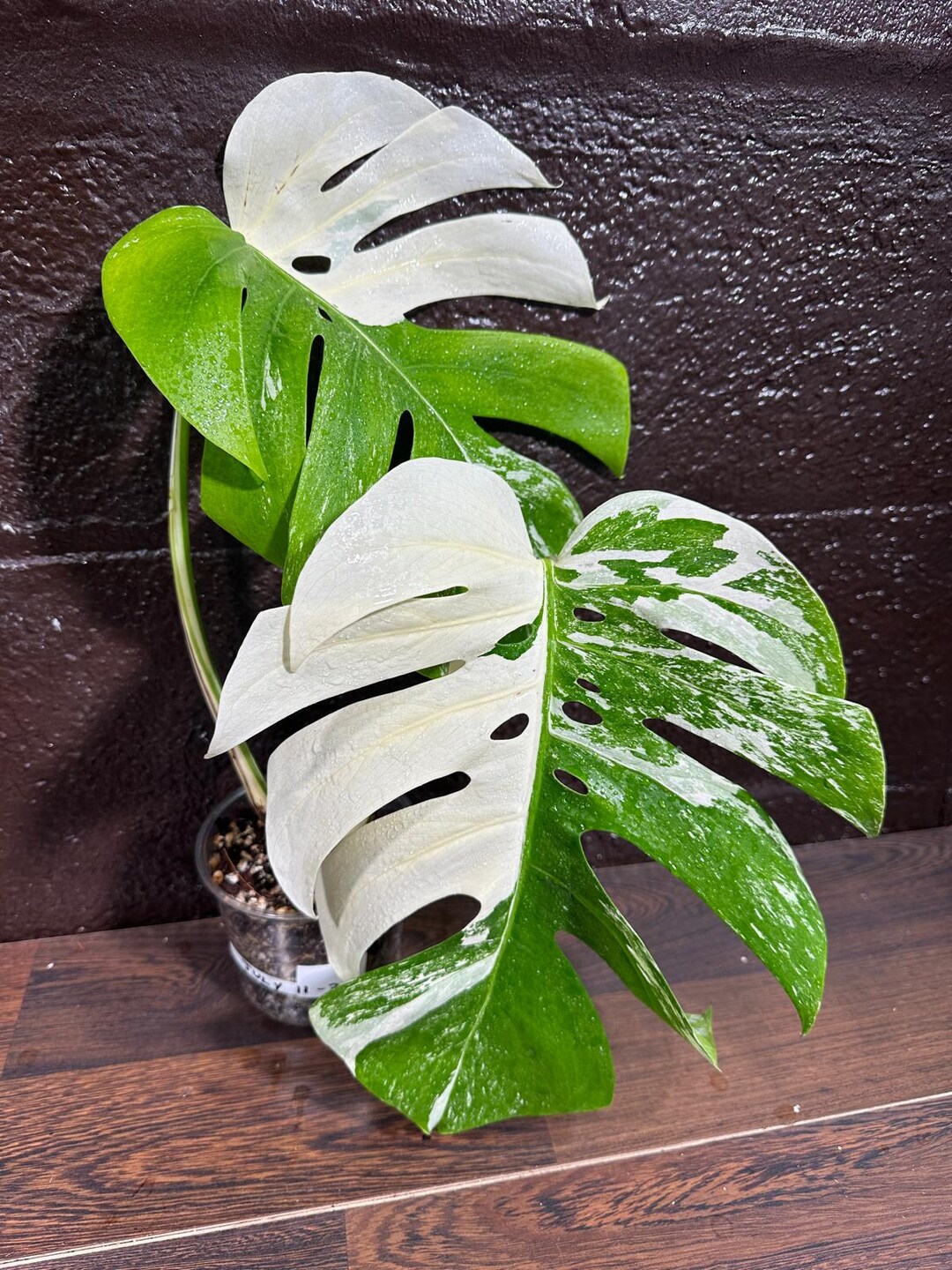 Variegated Monstera Albo Plant Rare Indoor White Monstera Albo ...