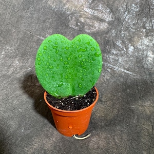 Hoya Kerrii Heart Succulent - Live Plant - Indoor or Outdoor Plant ...