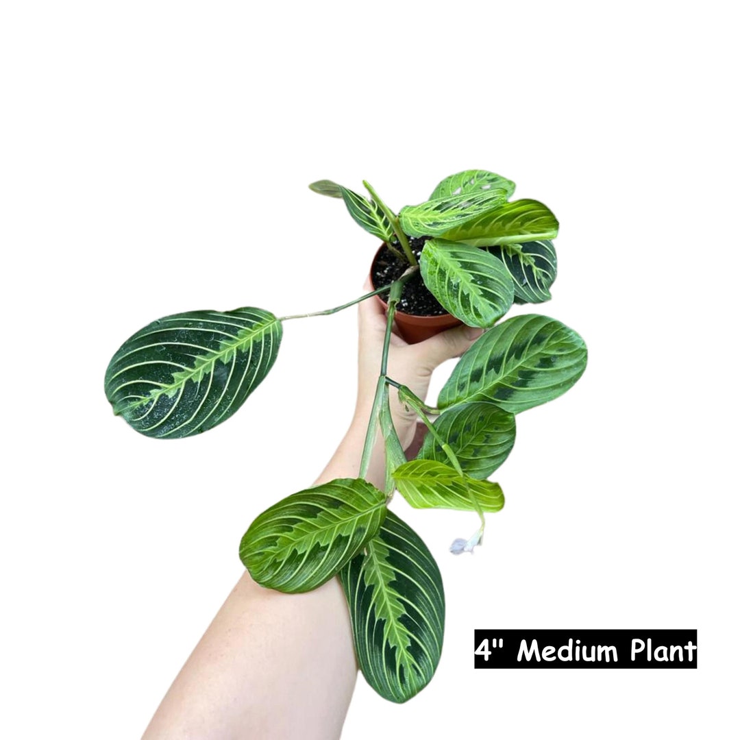 Live Lemon Lime Prayer Plant Low Light Office Plant Maranta Leuconeura ...