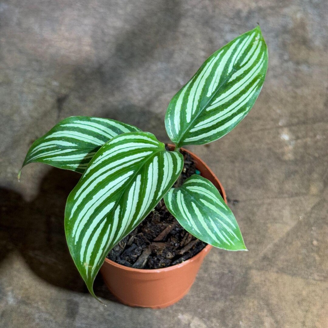 Calathea Vittata Live Plant in 2” Nursery Pot | White Striped Calathea ...