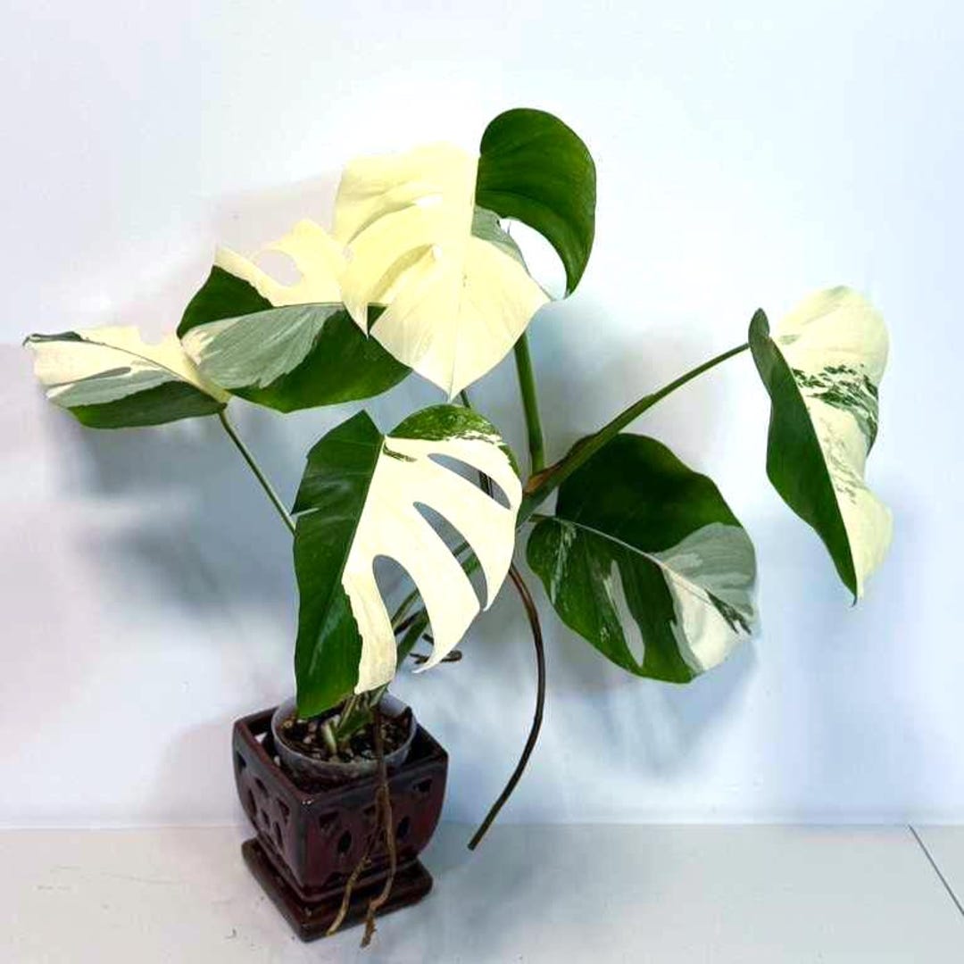 Monstera Albo Half-moon Variegated Plant - Indoor Rare White Monstera ...