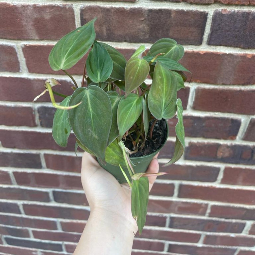 Velvet Leaf Philodendron 4 Pot RARE Velvet Leaf Philodendron Mican ...