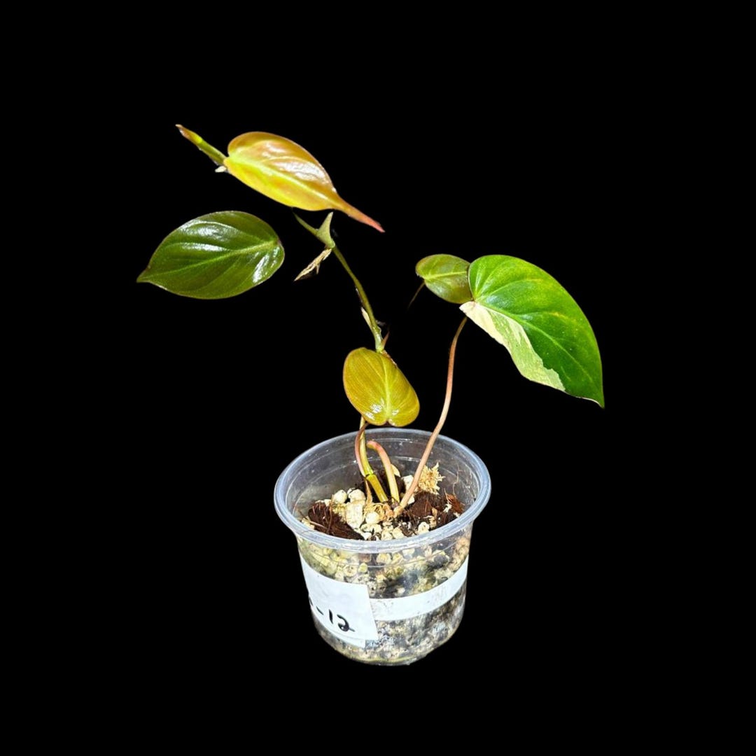 Rare Variegated Philodendron Mican Aurea in a Nursery Pot Variegated ...
