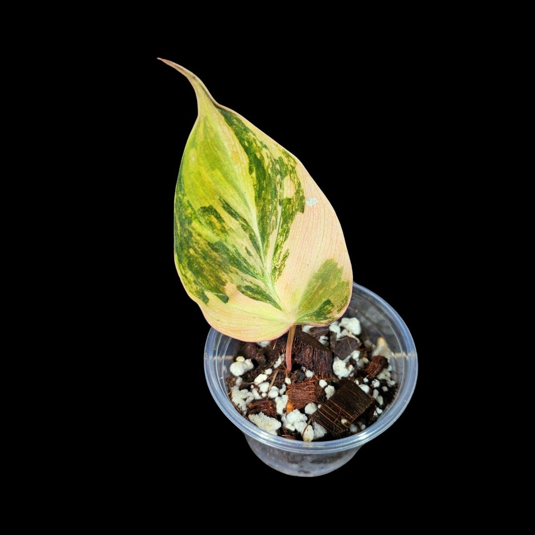 Rare Variegated Philodendron Mican Aurea in a Nursery Pot - High ...