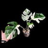 Rare Variegated Philodendron Mican Aurea in a Nursery Pot High ...